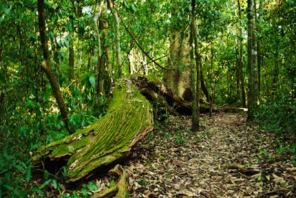 Budongo Forest Reserve | Brilliant Uganda