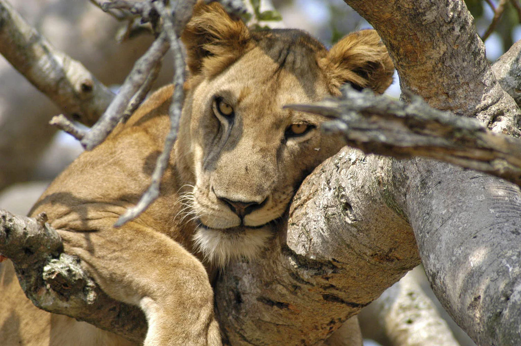 Queen Elizabeth National Park | Brilliant Uganda
